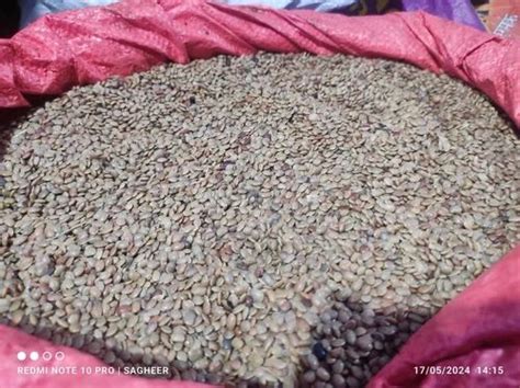 Organic Kulthi Dal At ₹ 100kg Kulthi Dal In Aligarh Id 21245735188