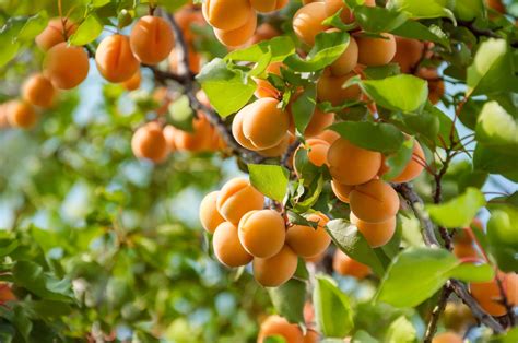 How To Plant And Grow An Apricot Tree