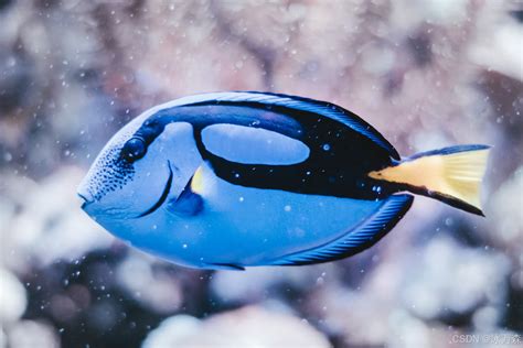 Python 中的 Eval 函数pathoneval定义 Csdn博客