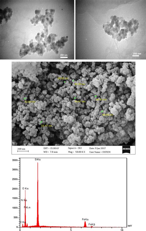 The Tem Sem And Edx Of The Fe3o4sio2 Co2h Nps Download Scientific