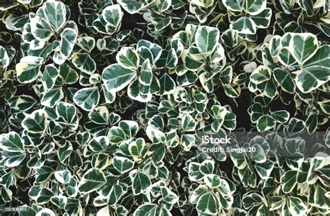 녹색 잎의 최고 전망과 배경에 대한 아름다운 색상 자연 배경 녹색 잎으로 만든 창조적 인 레이아웃 질감 패턴 배경으로 식물의