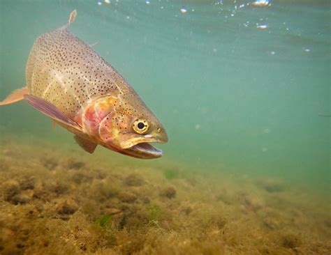 Csf Priority To Clean Up Abandoned Mines Heads To Presidents Desk Congressional Sportsmens