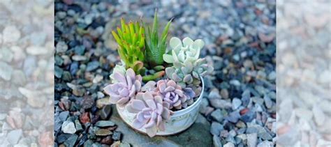 Crassula Ovata Gollum Детки и другие суккуленты купить в Черемушках Товары для дома и дачи