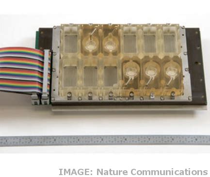 Menstrual Cycle Mimicked On A Chip ResearchCareer