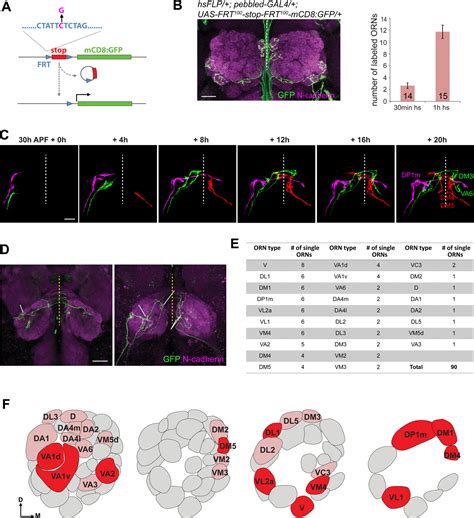 Cellular Bases Of Olfactory Circuit Assembly Revealed By Systematic Time Lapse Imaging Pmc