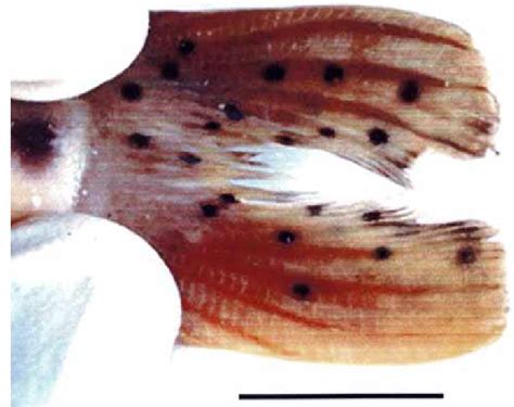 Taxonomy Of The Catfish Genus Pseudoplatystoma Bleeker Siluriformes