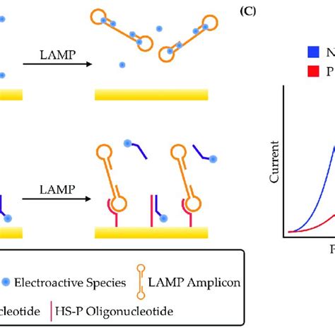 Schematic Strategies For The Detection Of Lamp Amplicons By Download Scientific Diagram