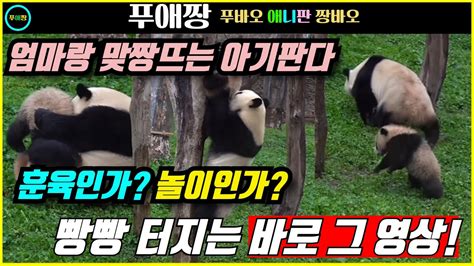 엄마랑 🎄맞짱뜨는🎄 아기판다 엄마판다의 훈육인가 아기판다의 봉기인가 어느새 아기 판다를 응원하고있는 나 Youtube