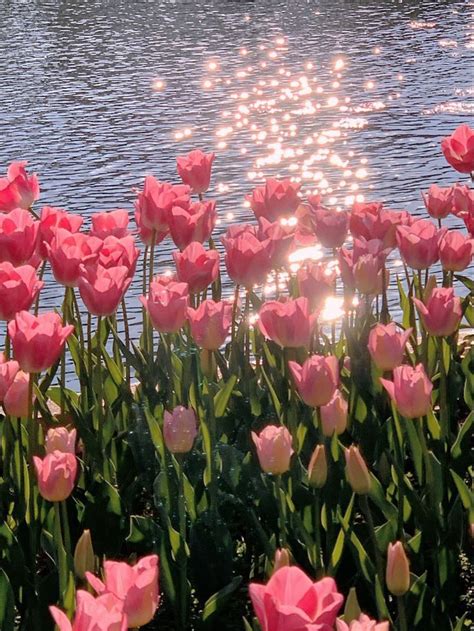 Pin By Vswagyyx On Aesthetic Flower Aesthetic Tulips Nothing But