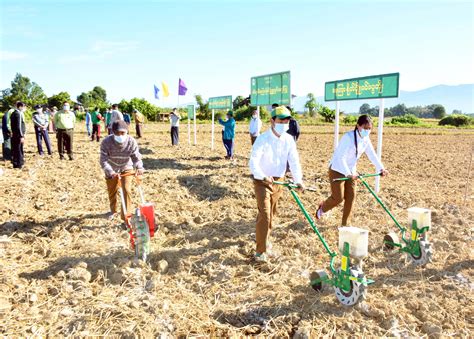 မိုးညှင်းမြို့နယ်၌ လယ်သီးထပ် ဆောင်းနေကြာသီးနှံဧက ၁၈၄၀ ထိ စိုက်ပျိုးပ