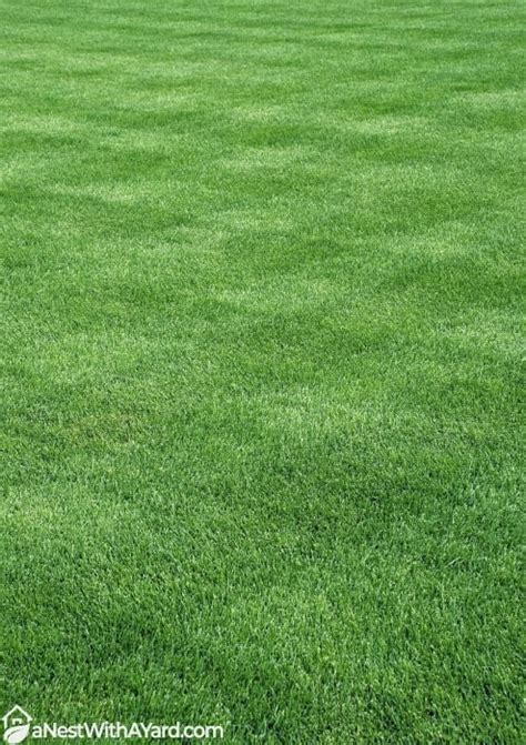 Most Efficient Mowing Pattern For Your Lawn In 2024