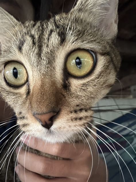 Sawaddee Kub Roboflow Universe