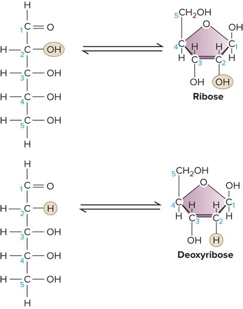 Ribose Vs Deoxyribose Organic Chemistry Study Chemistry Biology