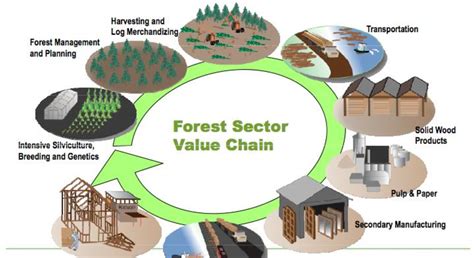 Figure 2 From Timber Harvesting Within A Supply And Value Chain