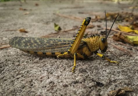 Insect Grasshopper Locust Free Photo On Pixabay Pixabay