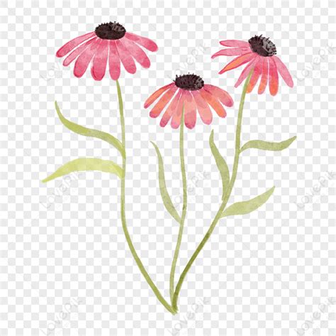 자 일러스트 추 화 수채화 일러스트색 화훼 식물봄꽃꽃들 Png 일러스트 무료 다운로드 Lovepik