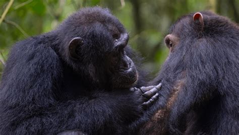 Chimps Treat Others Wounds Showing Understanding Of Healing Plants