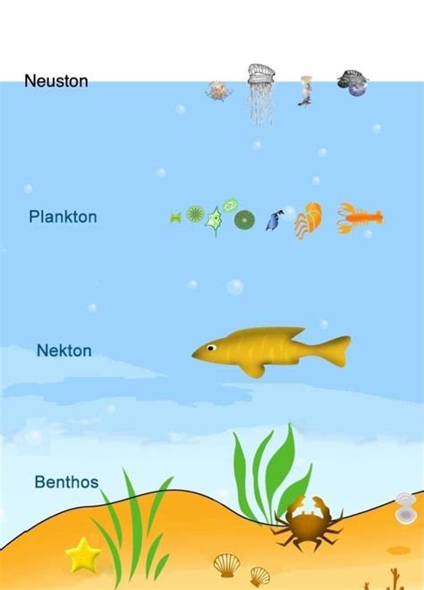 What Is Plankton Definition And Examples