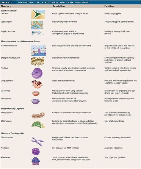 Structure Of A Cell And Functions