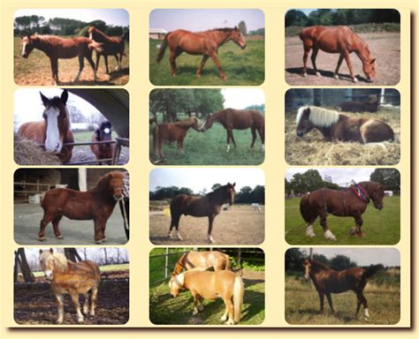 Carrousel · Github Topics · Github