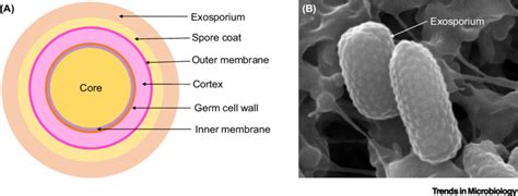 Clostridioides Difficile Spore Structure A Schematic Cross Sectional Download Scientific