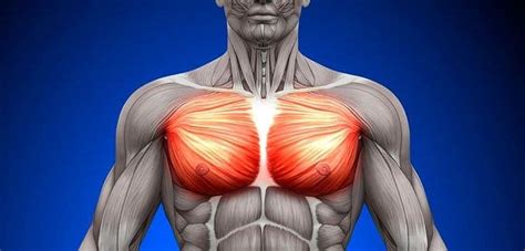 Pectoralis Major Trigger Points