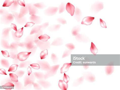 흰색 벡터 배경에 고립 된 분홍색 사쿠라 꽃 비행 꽃잎입니다 4월에 대한 스톡 벡터 아트 및 기타 이미지 4월 꽃 나무 꽃 식물 Istock