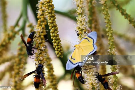 노란 나비 말 벌과 꿀벌 베 텔 야자수 꽃의 꽃가루 주위에 군단 비행 검은색에 대한 스톡 사진 및 기타 이미지 검은색 곤충 곤충 떼 Istock