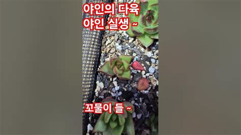 오늘도 수고 많으셨습니다 ~ 빈예서 파종이 실생 다육 다유기 다육이 다육식물 반려식물 다육판매 다육이판매 다육이키우기 다육인스타그램 매혹이 청주