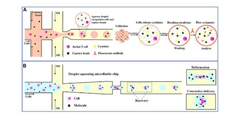 Droplet Microfluidics For Single Tumor Cell Immunoassay A Schematic Download Scientific