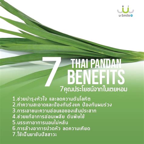 ผงใบเตยหอม Pandan ผงผักนาโน Usmile101 Skincare