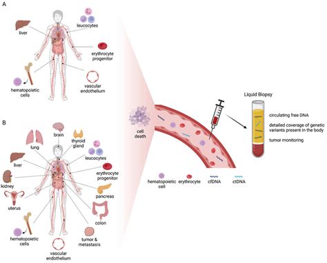 Cfdna Is Released Upon Cell Death Into Circulation A In Healthy