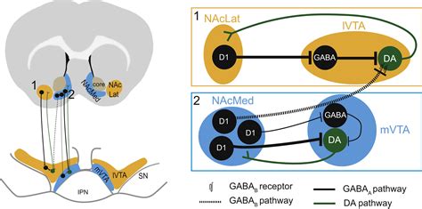 Nucleus Accumbens Subnuclei Regulate Motivated Behavior Via Direct