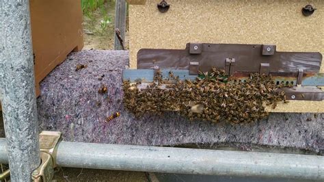 Hornet Object Detection Dataset By Project Eb25j