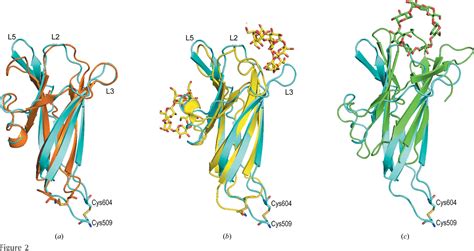 Figure 2 From Crystal Structure Of The Starch Binding Domain Of