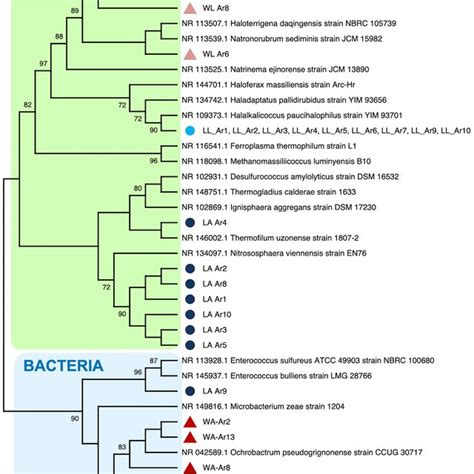 Phylogenetic Tree Of Bacteria Species Identified In The Intestine Of Download Scientific