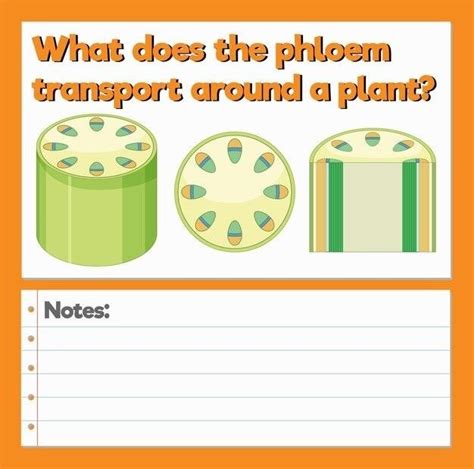 Piecewise Functions Conquer Them Pdf Worksheet Inside