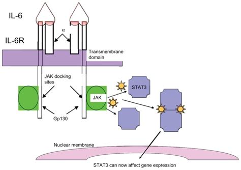Signal Transducer And Activator Of Transcription 3 Stat3 Activation Download Scientific