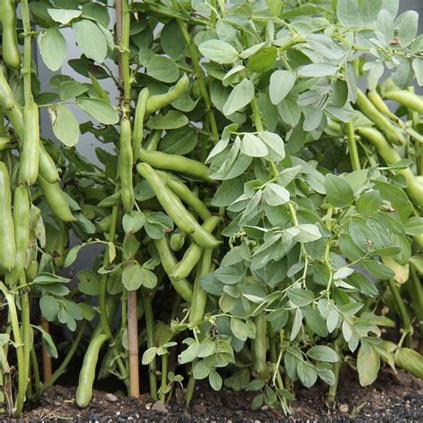 How To Grow Broad Beans This Winter An Expert Guide Ideal Home