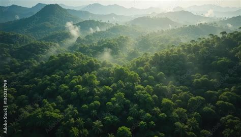 Aerial Top View Of Green Trees In Forest Green Tree Nature Background