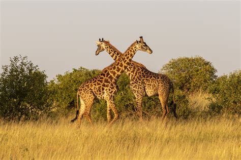 Masai Giraffe Foto And Bild Sonnenuntergang Natur Reisen Bilder Auf