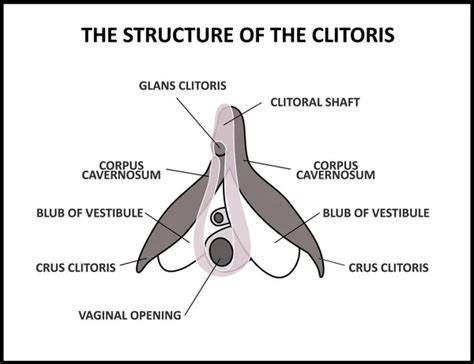 Education Chart Of Biology For Female Reproductive System Diagram