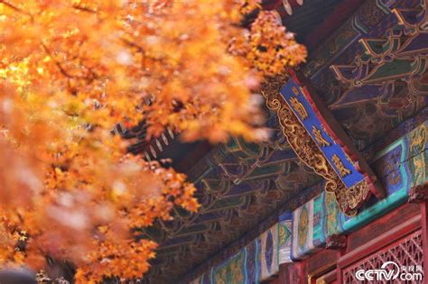北京：香山公园红叶迎来最佳观赏期 搜狐大视野 搜狐新闻