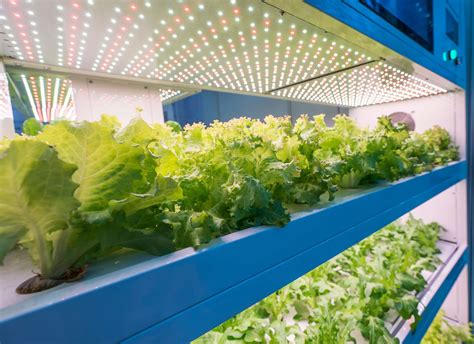 What Are Major Benefits Of Led Grow Lights In Horticulture