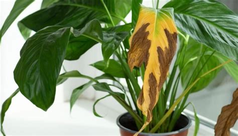 Socorro Minha Planta Está Morrendo Calma Temos Soluções