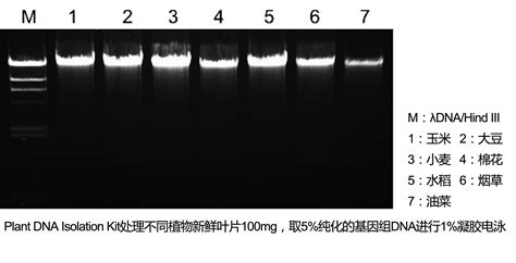 植物基因组dna提取试剂盒 Absin 优宁维 Univ 商城
