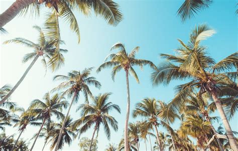 Palm Tree Summer Beach Wallpapers Wallpaper Cave