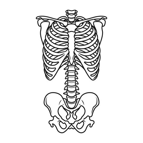 Draw Ribs Skeleton Wil Shrike Art Quick Skeleton Drawing To Get Back