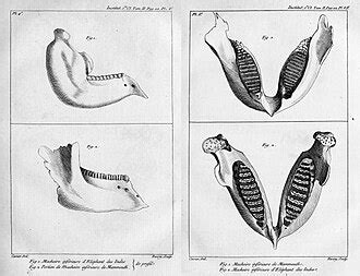 Woolly Mammoth Wikipedia