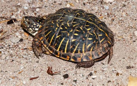 15 Types Of Box Turtles You Can Keep As Pets Reptile Jam